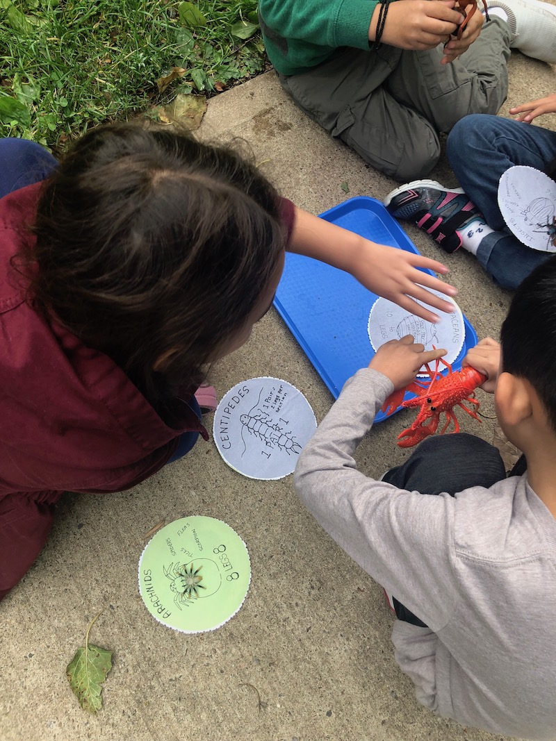 Classifying Insects - Lincoln School