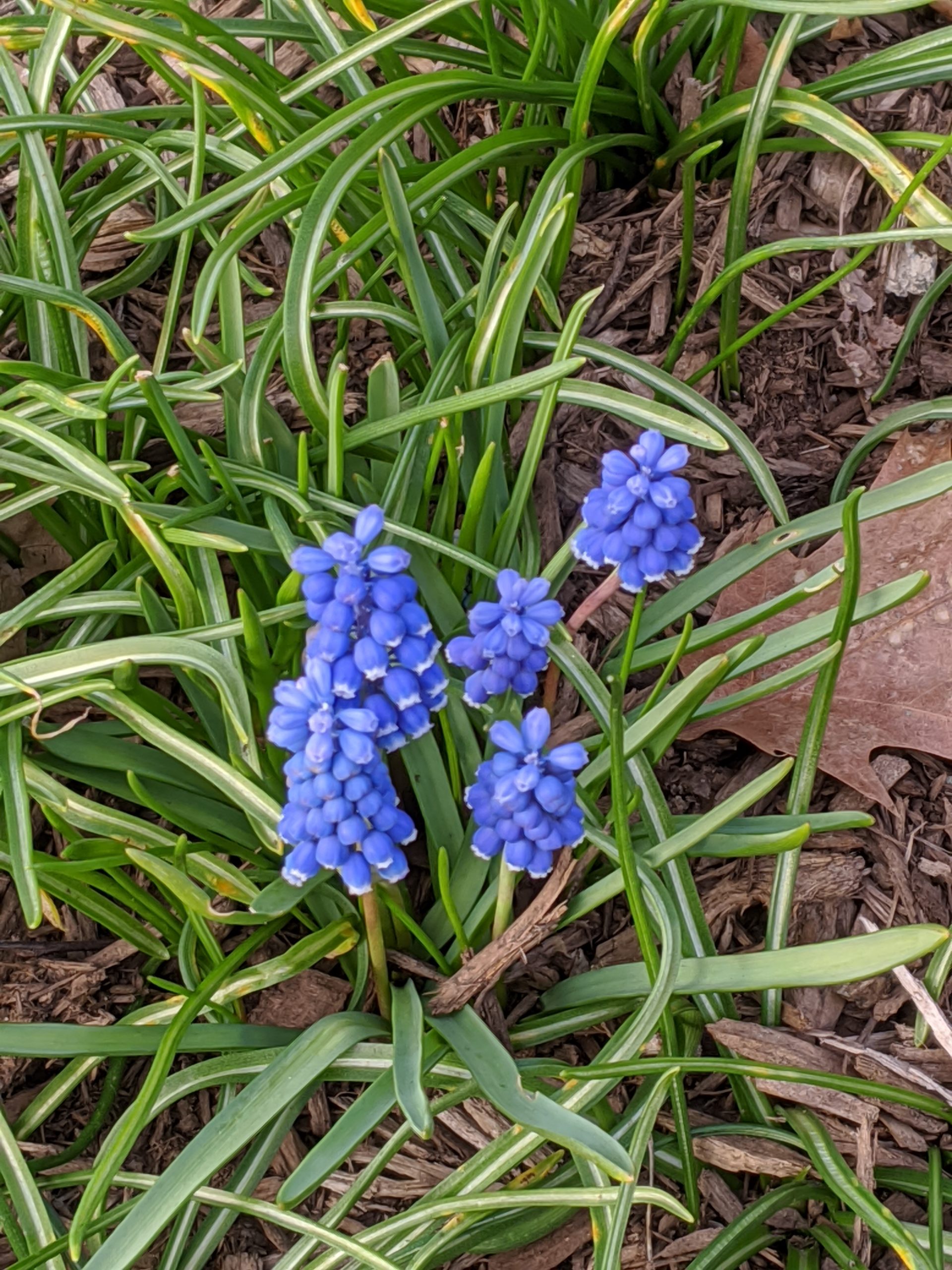Signs of Spring at Lincoln - Lincoln School