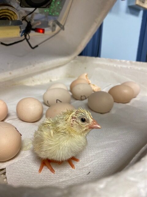 First Chick Hatched at Lincoln School! - Lincoln School