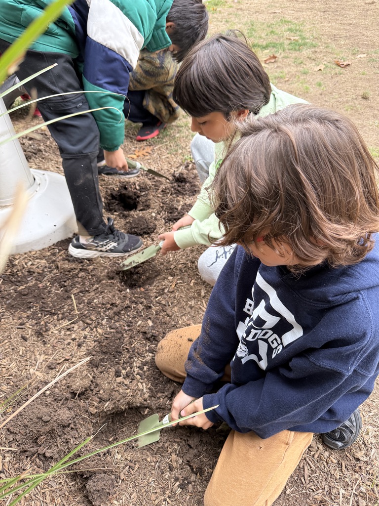 Bulb Planting - Lincoln School